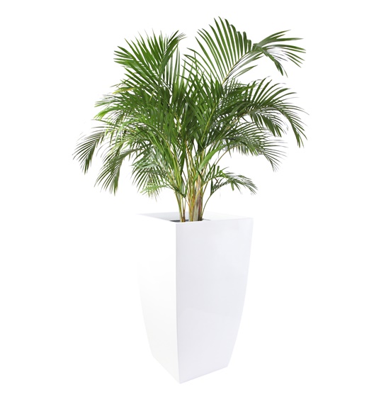Tall Square Pot Supplier Malaysia Tall Square Pot Rental Malaysia Tall Square Pot Contractor 